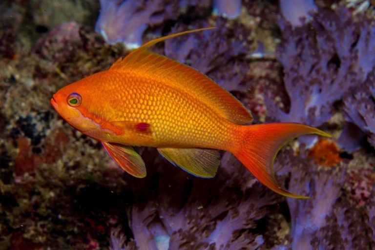 Orange Basslet peixe: características, reprodução, habitat e ...