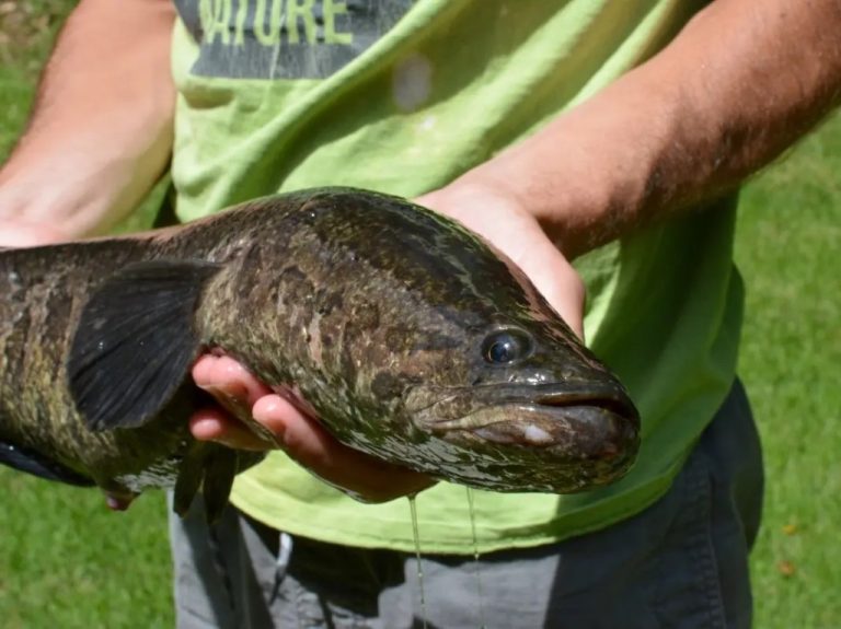 Peixe cabeça-de-cobra: características, reprodução, alimentação e ...