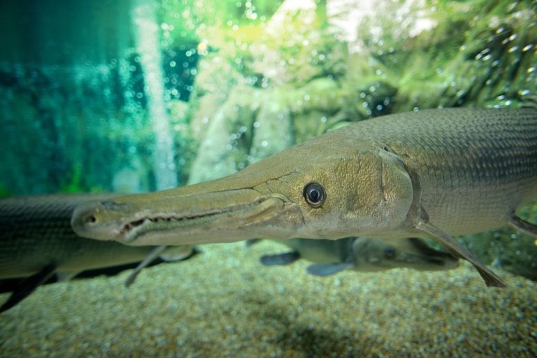 Peixe-jacaré: características, reprodução, alimentação e habitat | Blog ...
