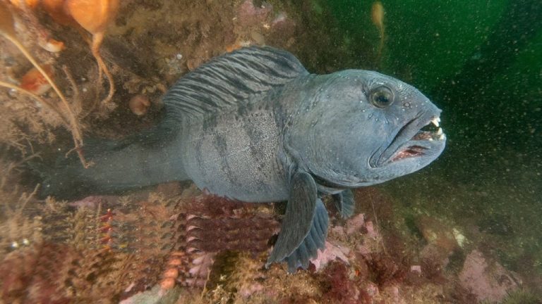 Peixe-lobo do atlântico: características, reprodução, alimentação ...
