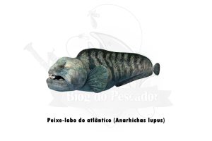 Top 11 espécies de peixes mais feios do mundo | Blog do Pescador