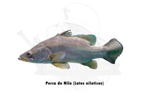 Top 10 maiores peixes de água doce do mundo | Blog do Pescador