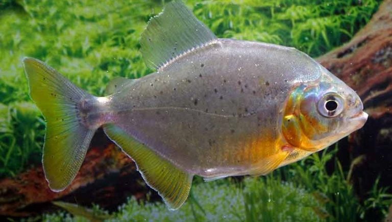 Piranha-mapará peixe: características, reprodução, alimentação, habitat ...
