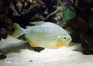 Piranha-mapará peixe: características, reprodução, alimentação, habitat ...