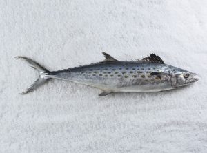 Sororoca peixe: características, reprodução, alimentação, habitat e ...