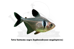 17 Tipos de peixe tetra: características, habitat e informações