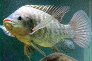 Tilápia de moçambique peixe: características, reprodução, alimentação ...