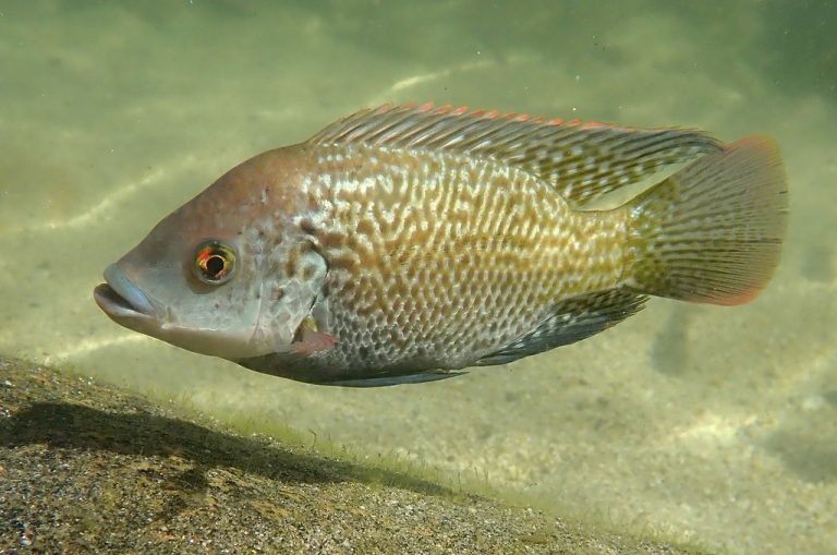 Tilápia de moçambique peixe: características, reprodução, alimentação ...