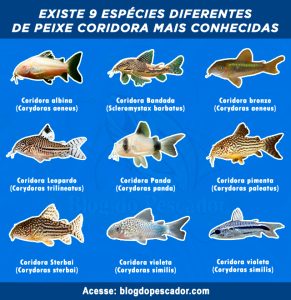 9 Tipos de coridora mais conhecidas do Brasil | Blog do Pescador