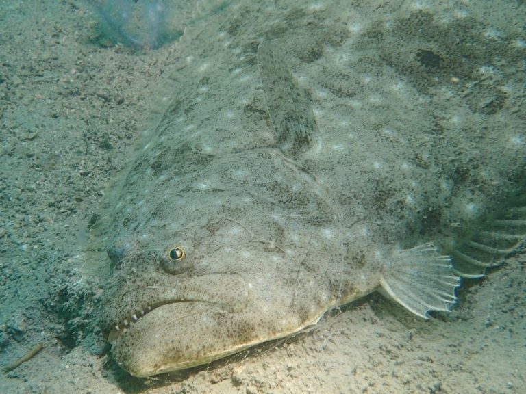 Alabote peixe: características, reprodução, alimentação e habitat ...