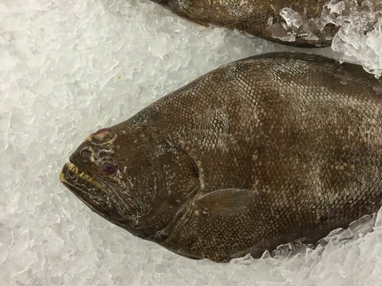 Alabote peixe: características, reprodução, alimentação e habitat ...