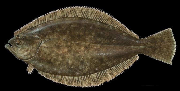 Alabote peixe: características, reprodução, alimentação e habitat ...