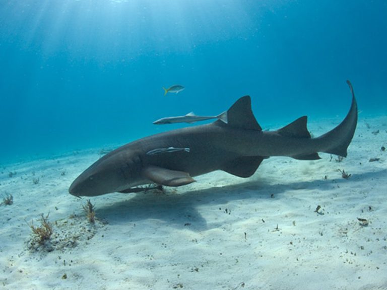 Tubarão-lixa: espécies, características, reprodução, alimentação ...