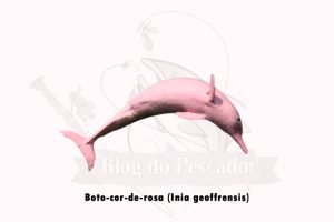 20 Tipos de golfinho: características, alimentação, informações e muito ...