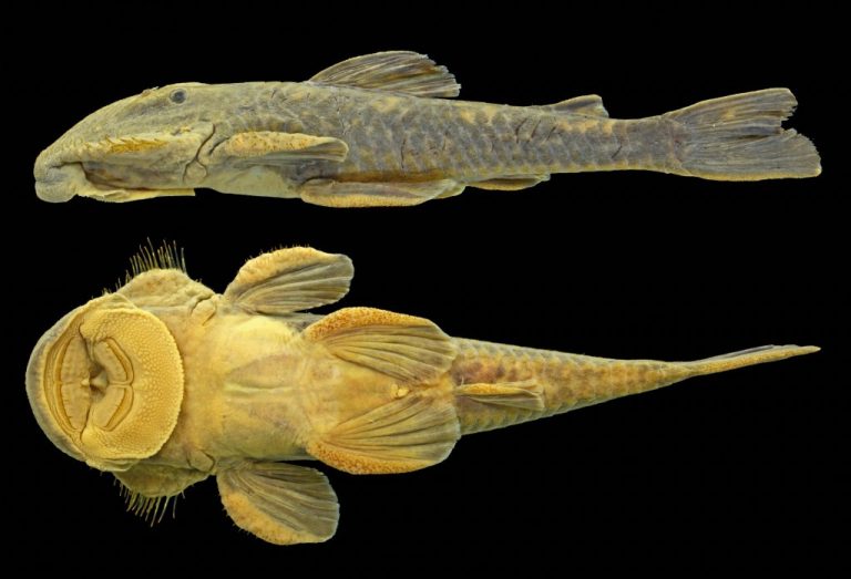 Cascudo do mutuca peixe: características, habitat, informações e muito ...