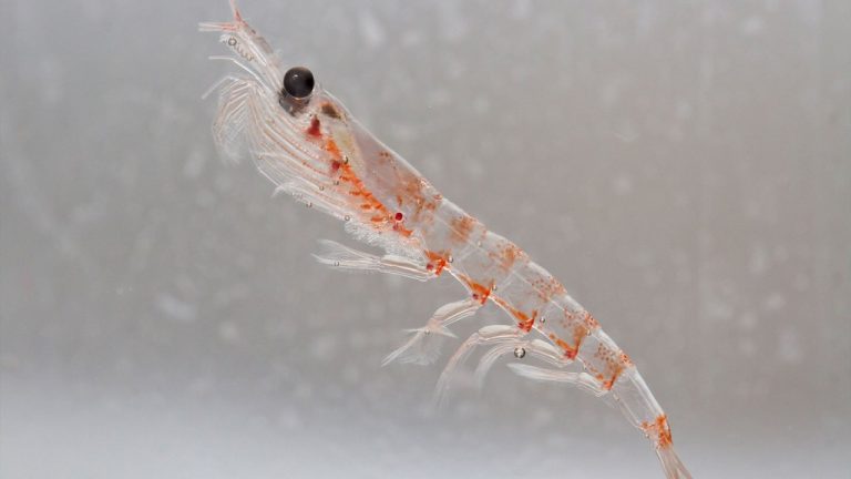 Krill: características, reprodução, alimentação, comportamento e ...