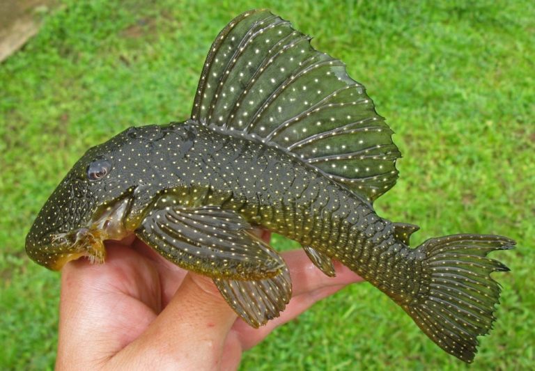 Acari peixe: origem, características, reprodução, habitat, alimentação ...