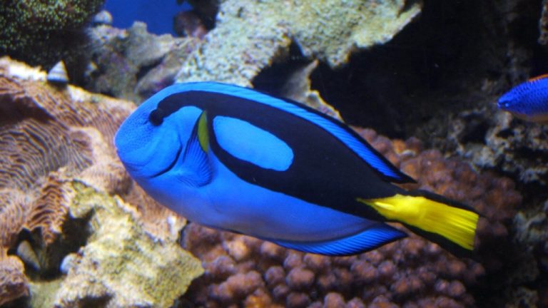 Peixe cirurgião-patela: características, reprodução, alimentação ...