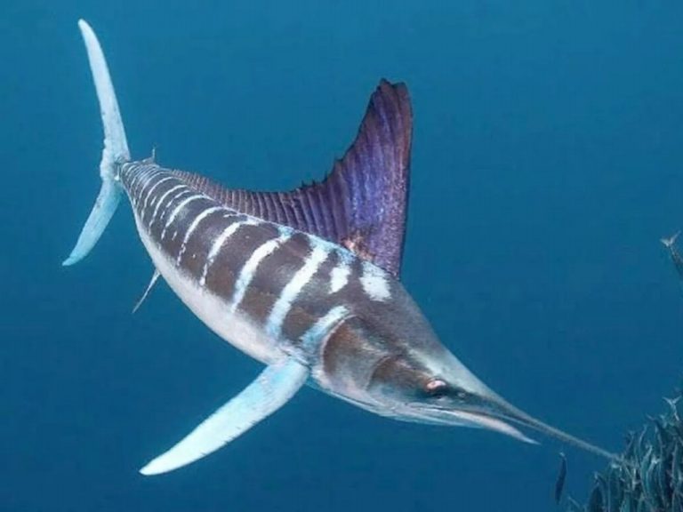 Marlim-listrado: características, alimentação, habitat e informações ...