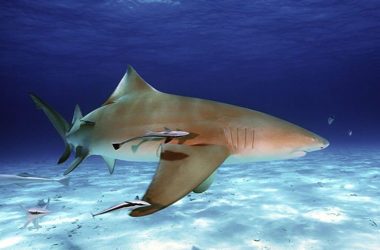 Tubarão-limão: características, reprodução, curiosidades, alimentação e ...