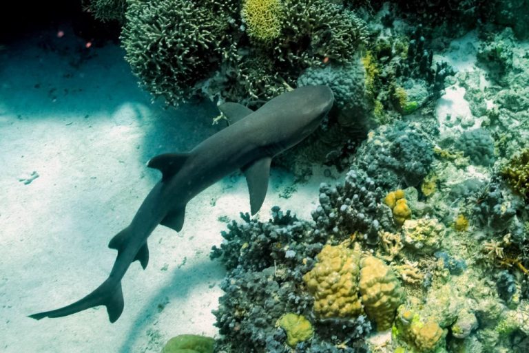 Tubarão-lixa: espécies, características, reprodução, alimentação ...