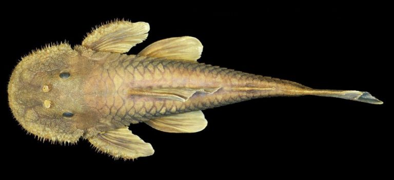 Cascudo do mutuca peixe: características, habitat, informações e muito ...