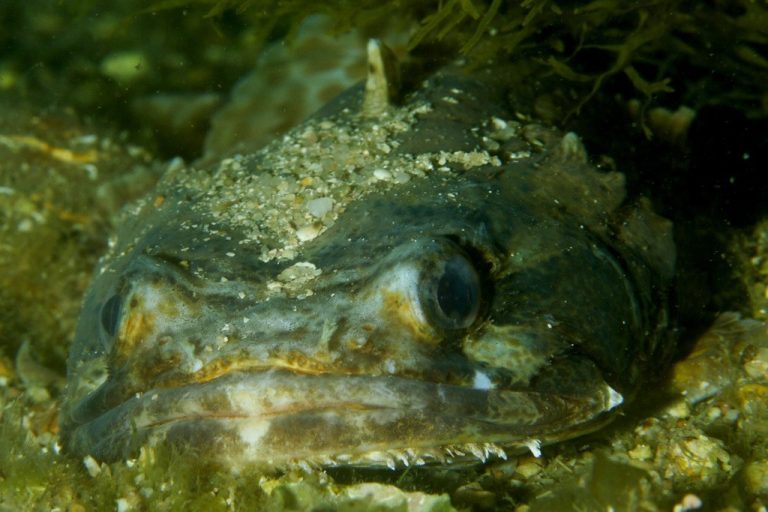 Charroco peixe: características, reprodução, alimentação, ameaças e ...