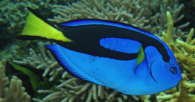 Peixe cirurgião-patela: características, reprodução, alimentação ...