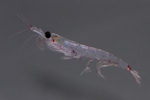 Krill: características, reprodução, alimentação, comportamento e ...