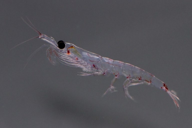 Krill: características, reprodução, alimentação, comportamento e ...