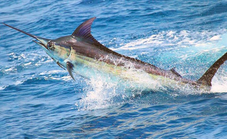 Espadarte peixe: características, reprodução, alimentação, habitat e ...