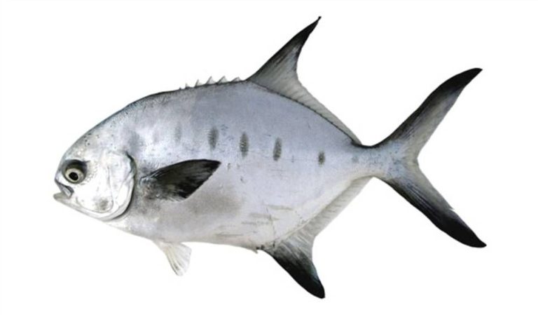 Pampo galhudo peixe: características, reprodução, alimentação, habitat ...