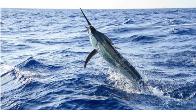 Espadarte peixe: características, reprodução, alimentação, habitat e ...