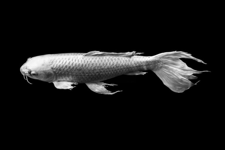 Carpa platinum peixe: origem, características, reprodução, alimentação ...