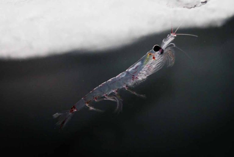 Krill: características, reprodução, alimentação, comportamento e ...