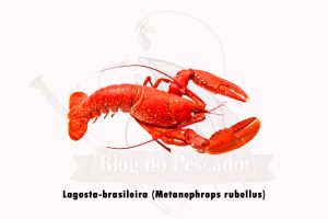 11 Tipos de lagosta: características, alimentação e informações | Blog ...