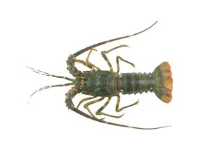 Lagosta-de-cabo-verde: características, reprodução, alimentação ...