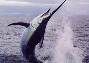 Marlim-preto: características, reprodução, alimentação, curiosidades e ...