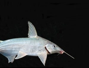 Pirá peixe: características, reprodução, alimentação, curiosidades e ...