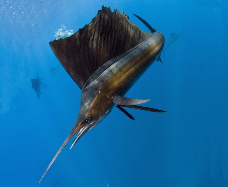 Peixe-vela: características, alimentação, ameaças, habitat e tipos de ...