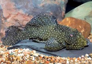 Acari peixe: origem, características, reprodução, habitat, alimentação ...