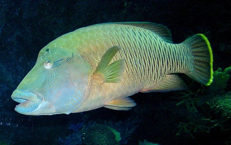 Bodião peixe: características, reprodução, habitat e conservação da ...