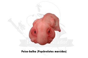 9 Tipos de peixes mais raros do mundo | Blog do Pescador