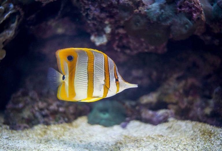 Borboleta-bicuda peixe: origem, características, reprodução ...