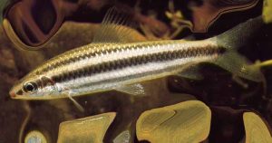 Peixe-Canivete: características, reprodução, alimentação | Blog do Pescador