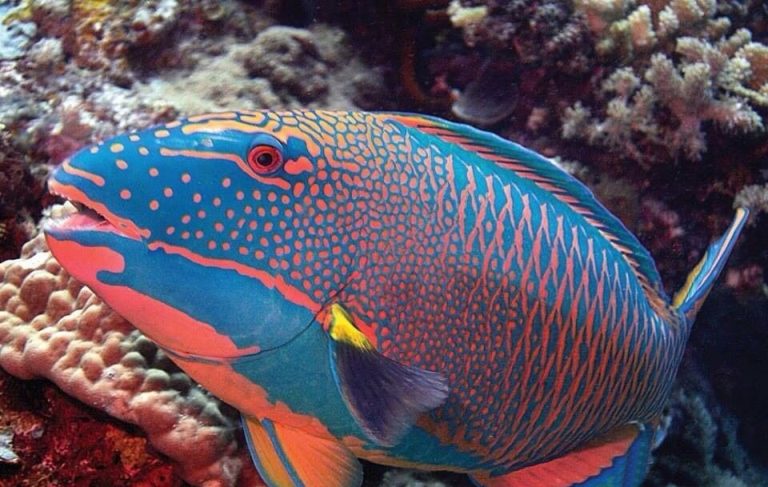 Peixe-papagaio: características, reprodução, alimentação, habitat e ...