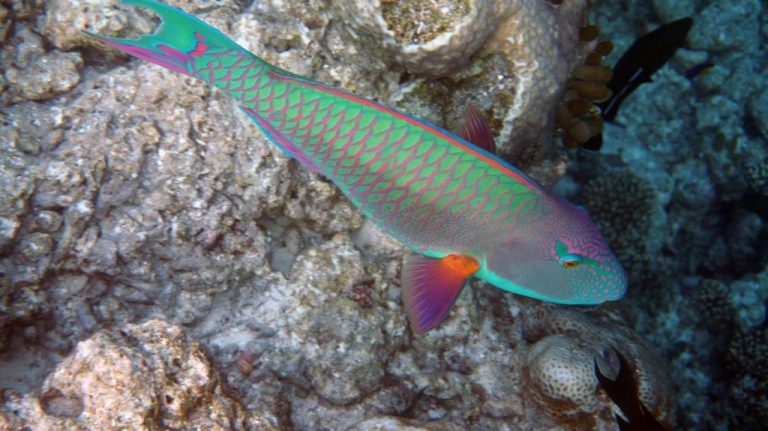 Peixe-papagaio: características, reprodução, alimentação, habitat e ...