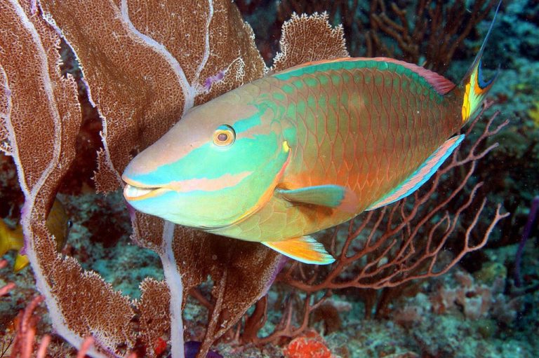 Peixe-papagaio: características, reprodução, alimentação, habitat e ...