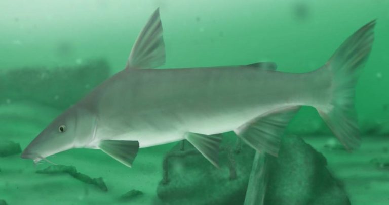 Pirá peixe: características, reprodução, alimentação, curiosidades e ...