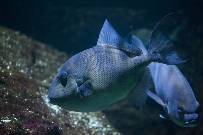 Peixe-porco: características, reprodução, habitat, alimentação e ...